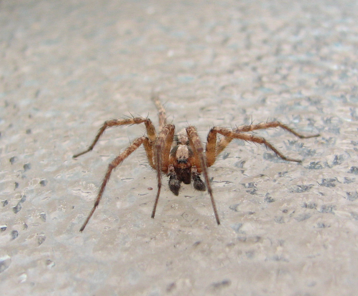 Spiders in Colorado